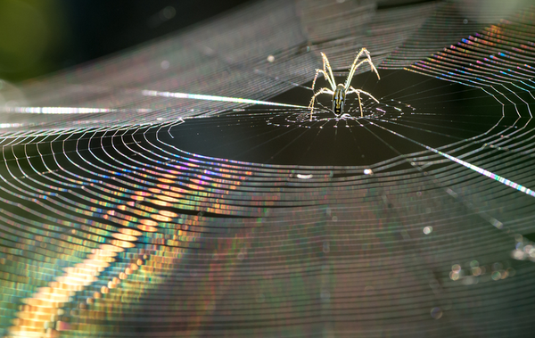 Vegan Spider Silk - Michael Van Clarke
